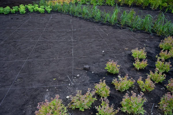 Landscaping. A lined plot of land for planting ornamental plants ...