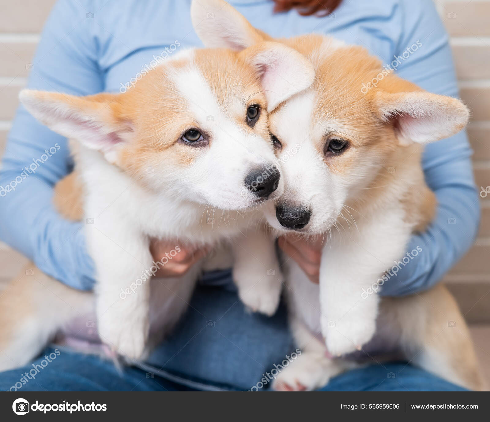 Should I Get 2 Puppies