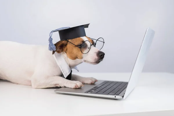 Jack russell graduation Stock Photos, Royalty Free Jack russell ...