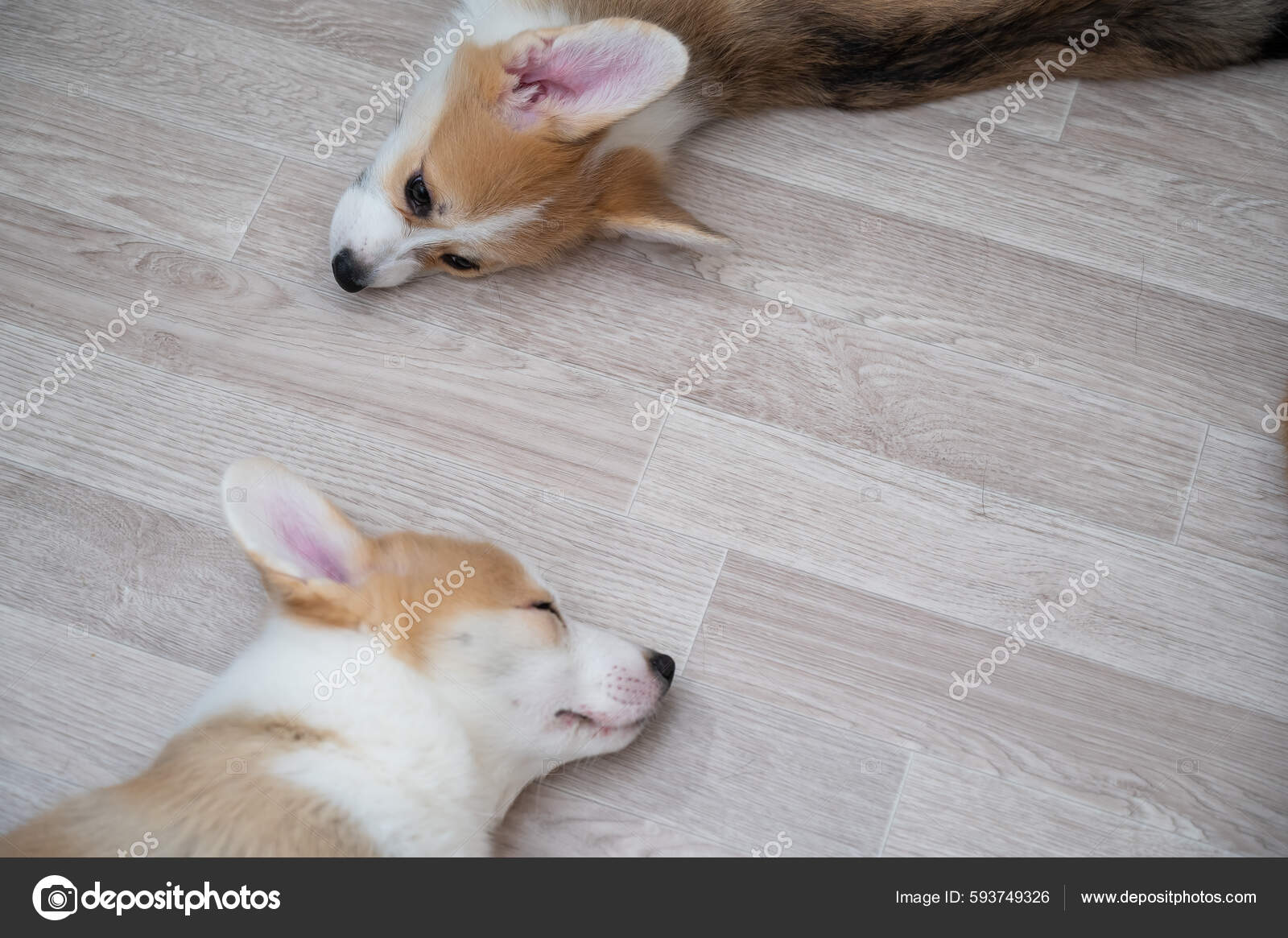 How Long Do Corgi Puppies Sleep