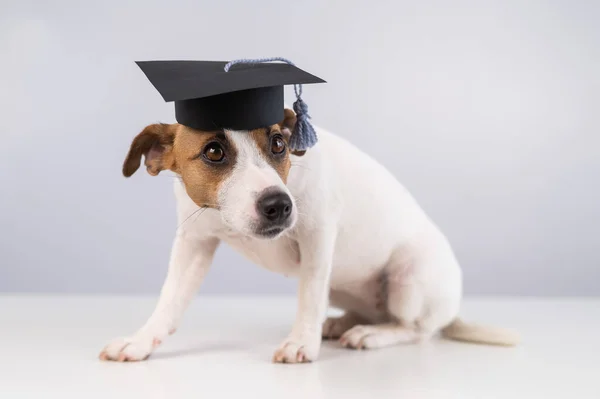 Jack russell graduation Stock Photos, Royalty Free Jack russell ...