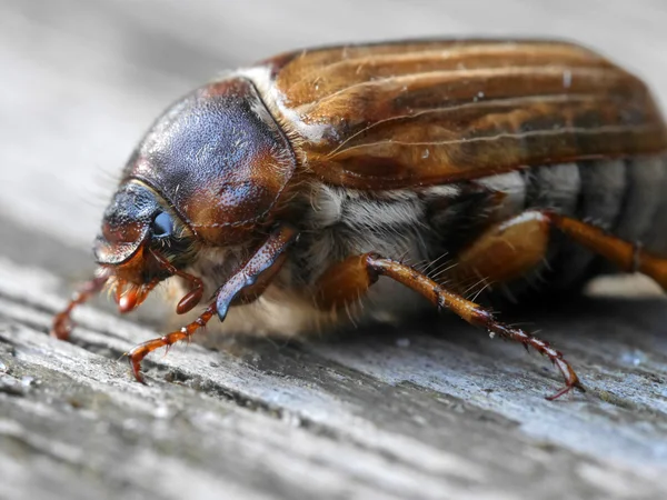 June bug Stock Photos, Royalty Free June bug Images | Depositphotos