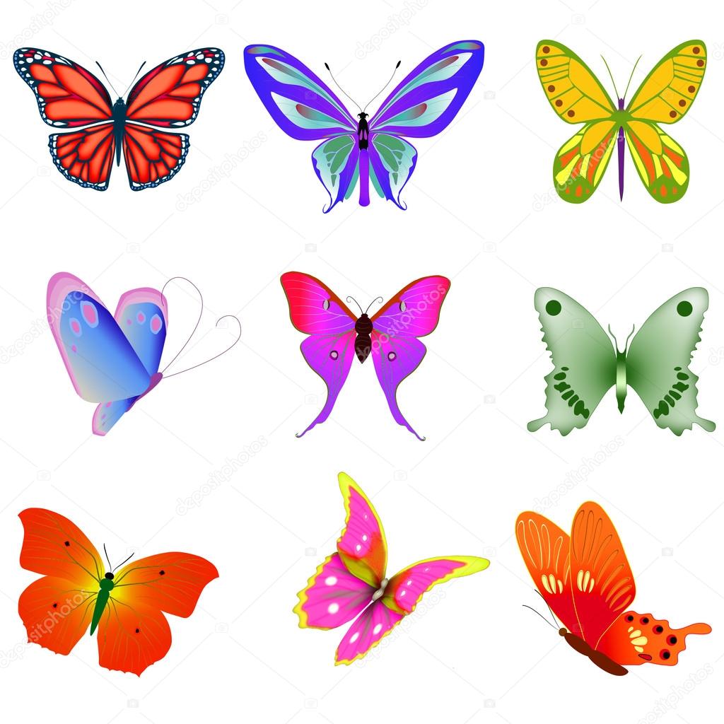 różne motyle — Grafika wektorowa © lily45 #23349428
