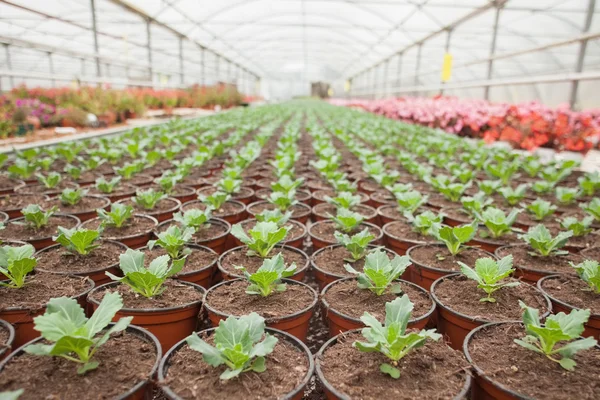 Horticulture Stock Photos, Royalty Free Horticulture Images | Depositphotos