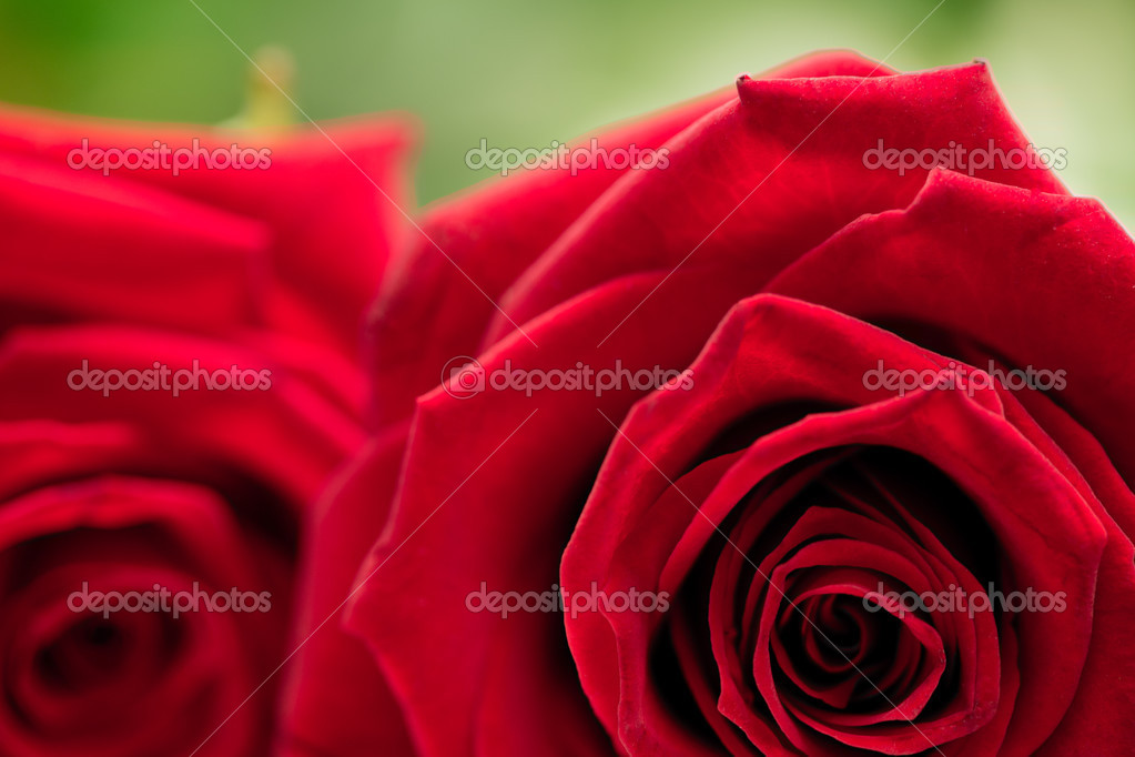 Dos rosas rojas — Foto de stock #24116945 © Wavebreakmedia