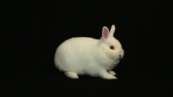 Cute White Rabbit leaving burrow Stock Photo by ©judykennamer 5830480