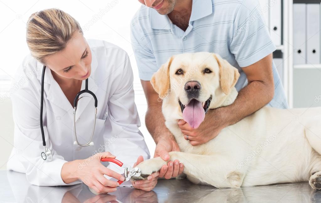 Dog getting claws trimmed by vet Stock Photo by ©Wavebreakmedia 42937503