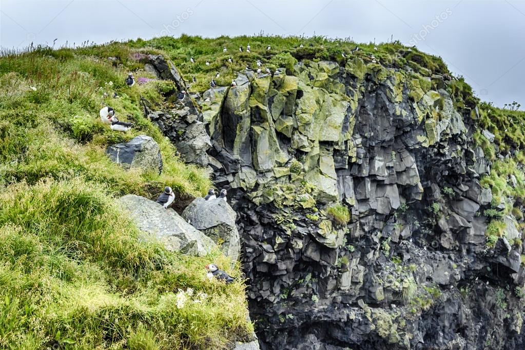 Puffins on the cliff, Iceland summer Stock Photo by ©Tetyanka 30917059
