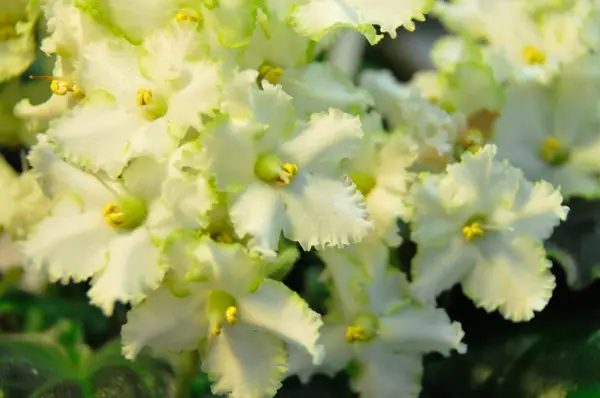 White african violet — Stock Photo © Лесь #12879386
