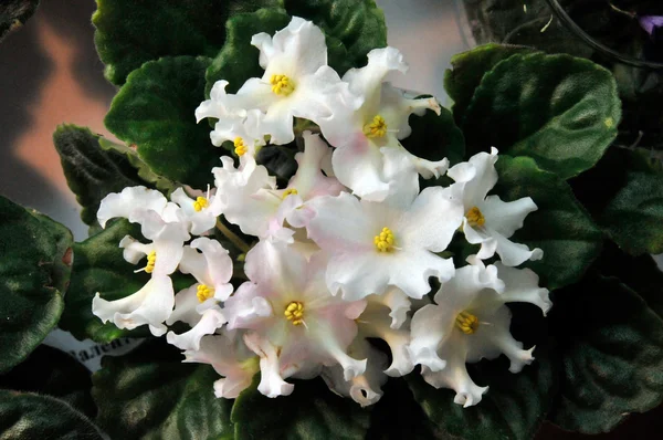 White african violet — Stock Photo © Лесь #12879628