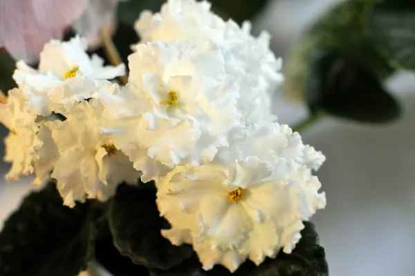 White african violet — Stock Photo © Лесь #12879628