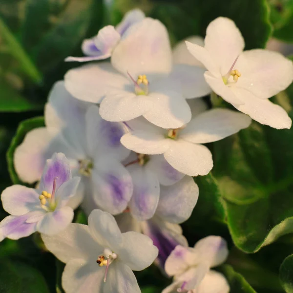 White african violet — Stock Photo © Лесь #12879578