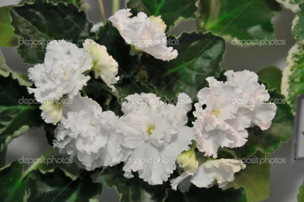 White african violet — Stock Photo © Лесь #12879386
