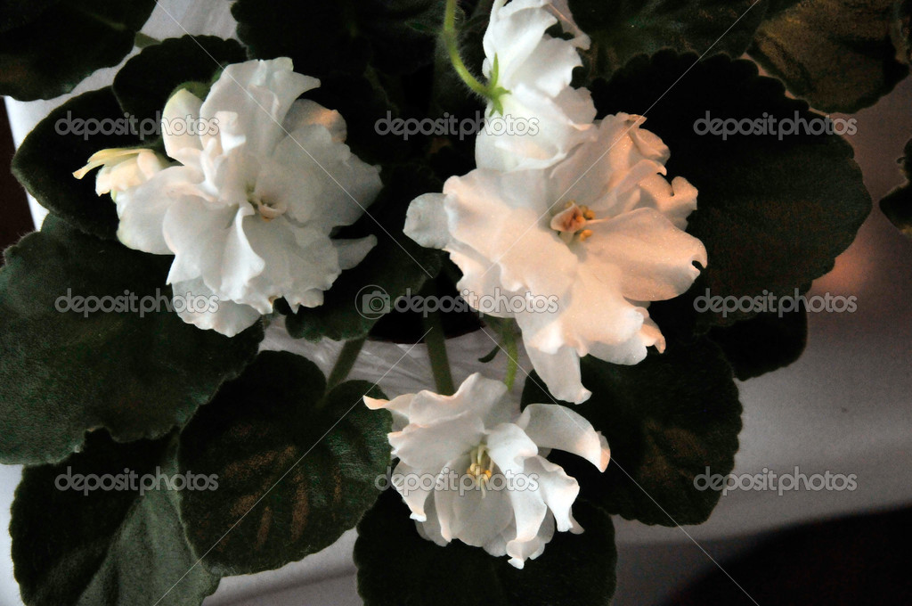 White african violet — Stock Photo © Лесь #12879496