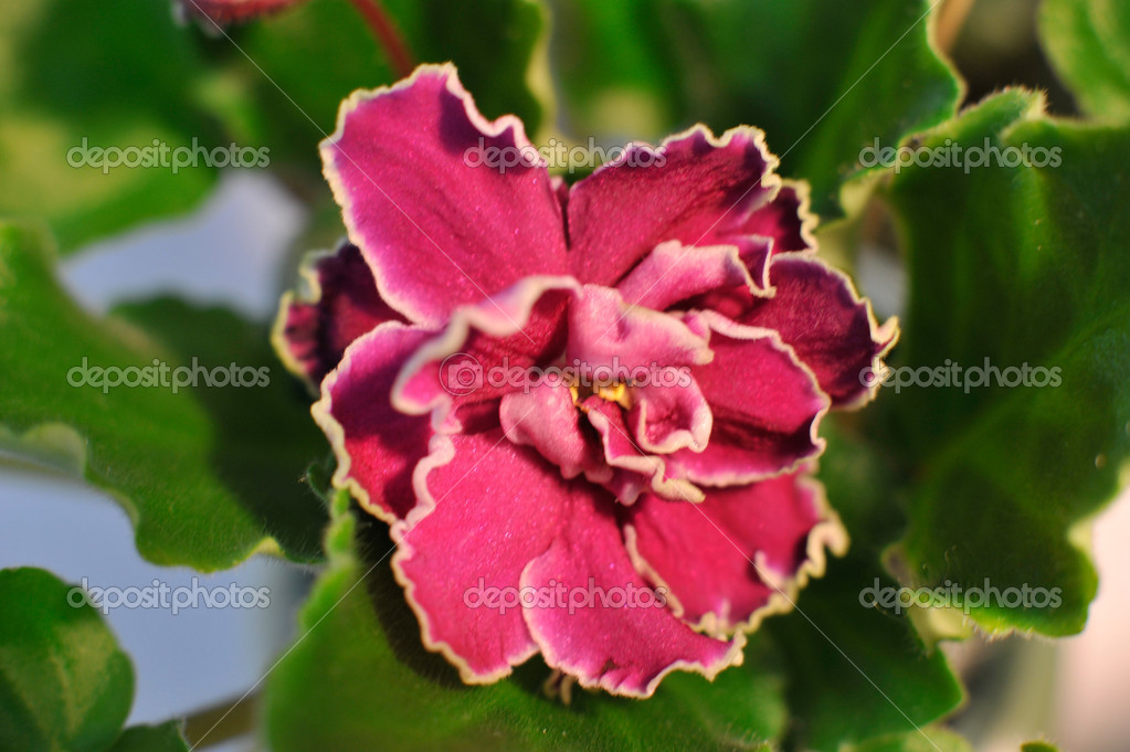Pink african violet — Stock Photo © Лесь #12879722
