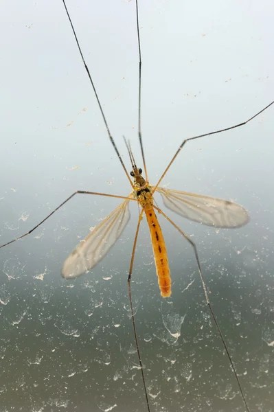 Window gnat Stock Photos, Royalty Free Window gnat Images | Depositphotos