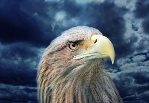 Eagle — Stock Photo © igorkovalcuk #10016737