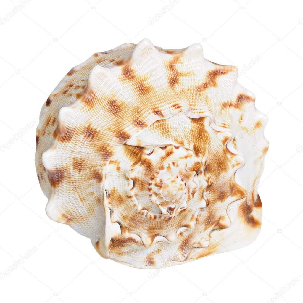 Seashell Stock Photo by ©igorkovalcuk 36560671