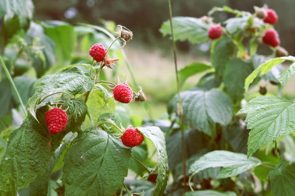 Raspberry - Stock Image - Everypixel