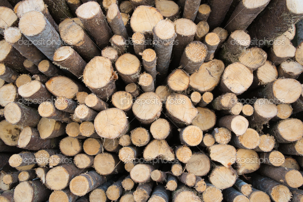 Spruce logs wood — Stock Photo © paulbinet #25370765