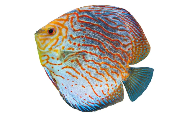 Discus Fish Isolated White Background Orange Pattern Clipping Path ...
