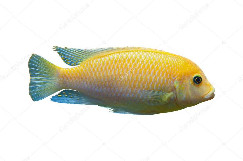Bright African fish Metriaclima — Stock Photo © Sombra12 #18464261