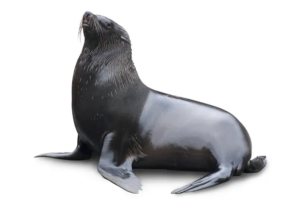 Oceano de foca Foto Stock, Oceano de foca Immagini | Depositphotos
