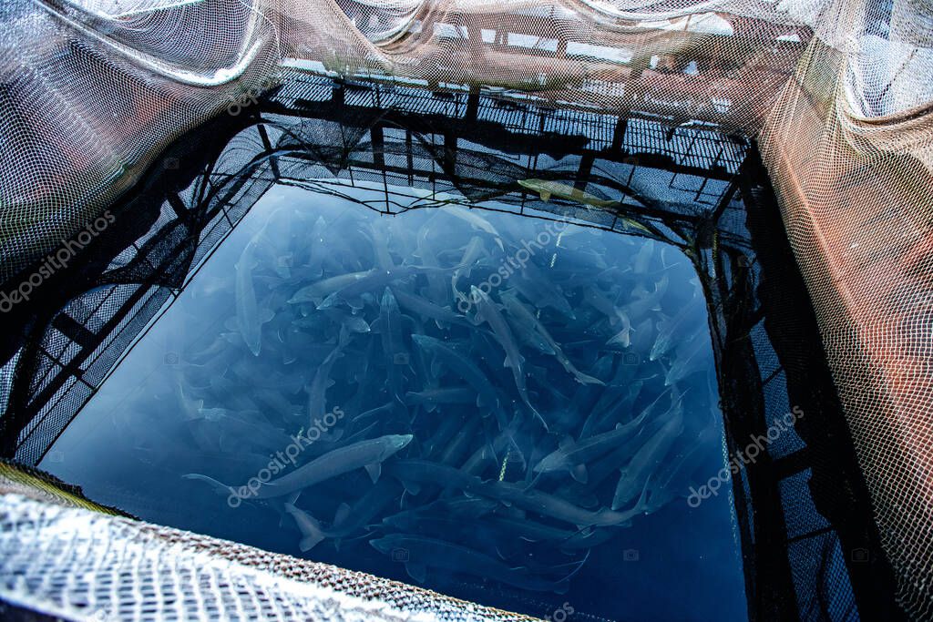 Granja de peces para la cría de esturión freír. Concepto acuicultura ...
