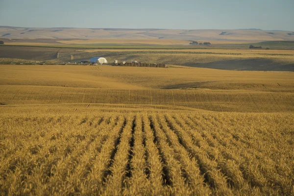 Washington fields Stock Photos, Royalty Free Washington fields Images ...