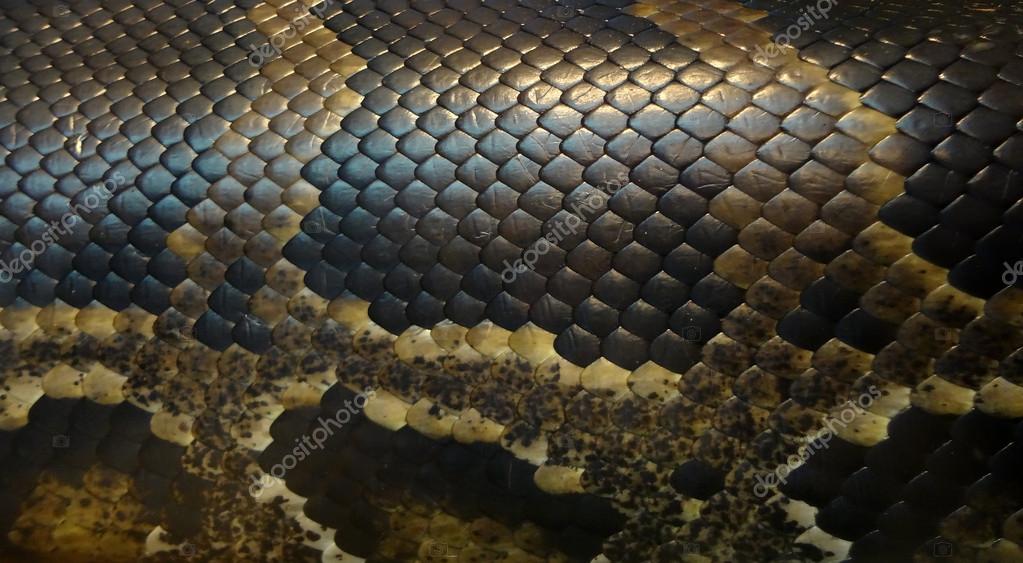 Snake skin Stock Photo by ©novotnyfi 13918605