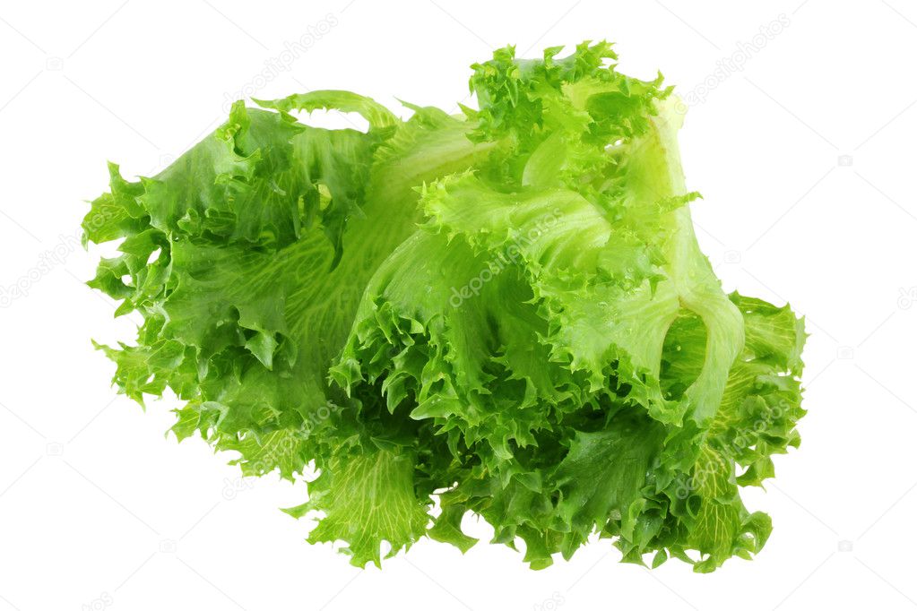 Lechuga fresca de Iceberg Frille hidropónica orgánica 2024