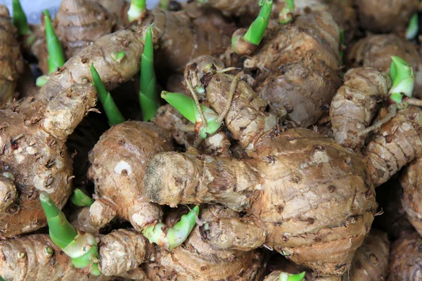 Curcuma comosa Stock Photos, Royalty Free Curcuma comosa Images ...