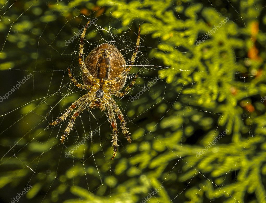 Spider with spider web — Stock Photo © waupee #14048619 Spider with spider web — Stock Photo © waupee #14048619