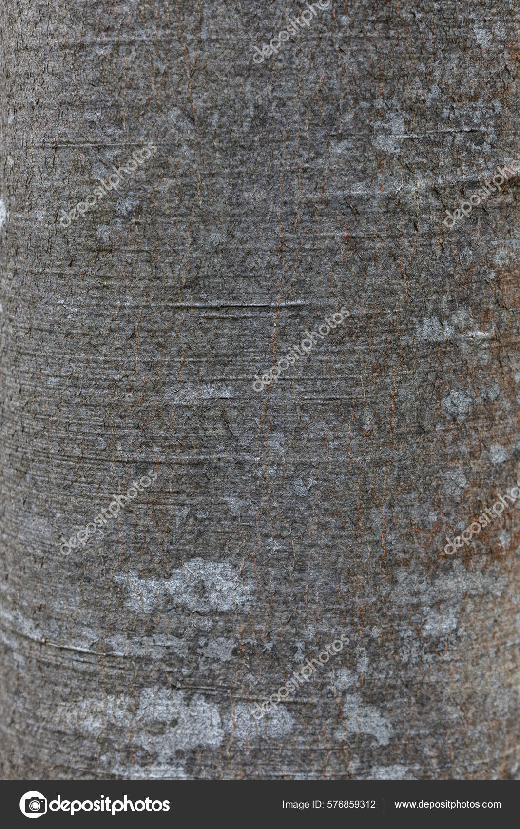 Bark Beech Tree Texture Background Pattern Close Carpathians Stock ...