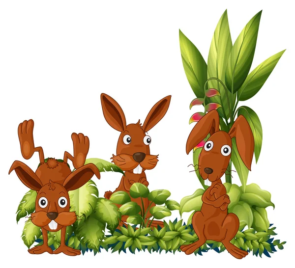 76 Three white rabbits Vector Images | Depositphotos