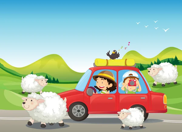 Sheep car Vector Images | Depositphotos