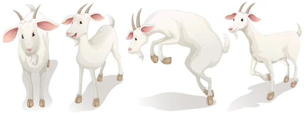 Image Of A Goat Clipart Pictures