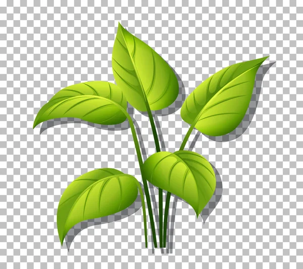 Green Leaves Clip Art