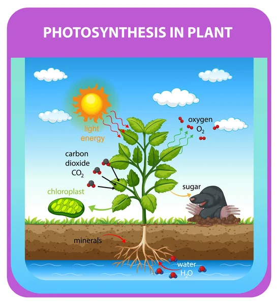 Draw A Diagram Of Photosynthesis Class 7 - Infoupdate.org