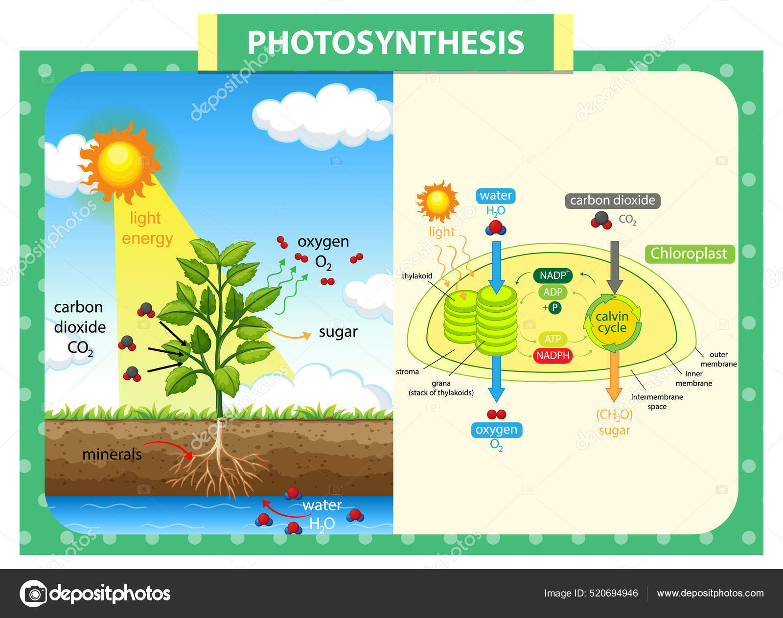 Diagram Menunjukkan Proses Fotosintesis Pada Ilustrasi Tanaman Vektor ...