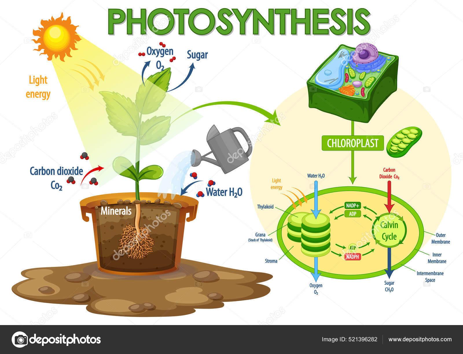 Diagrama Que Muestra Proceso Fotosíntesis Ilustración Plantas Vector de ...