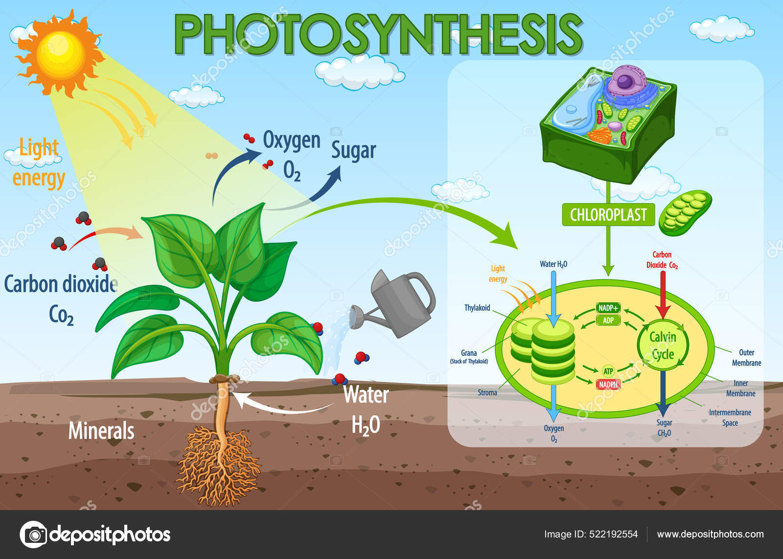 Enkelt Diagram Av Lysreaksjon Av Fotosyntese Fotosyntese – Viktig