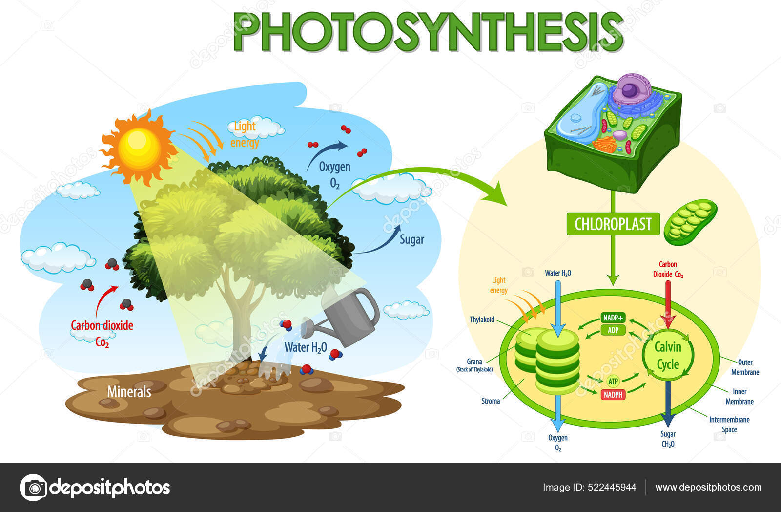 High School Photosynthesis Model
