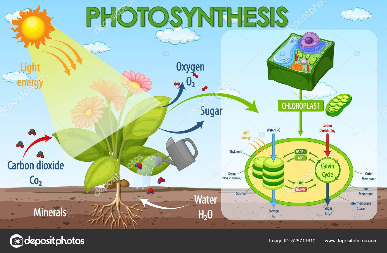Diagramme Montrant Processus Photosynthèse Dans L'illustration Végétale ...