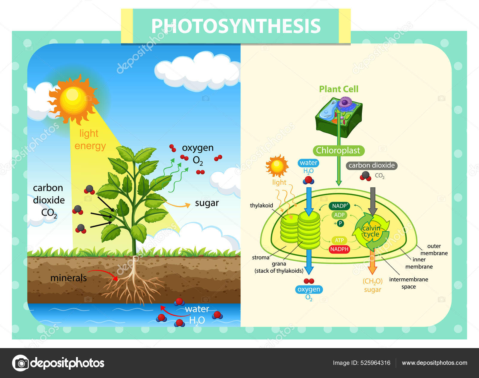 Esquema De La Fotosíntesis De Las Plantas