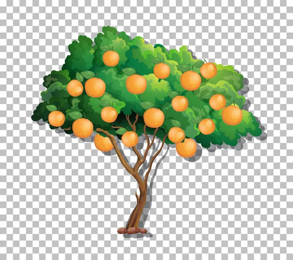 Orange Tree Isolated White Background Illustration Stock Illustration ...