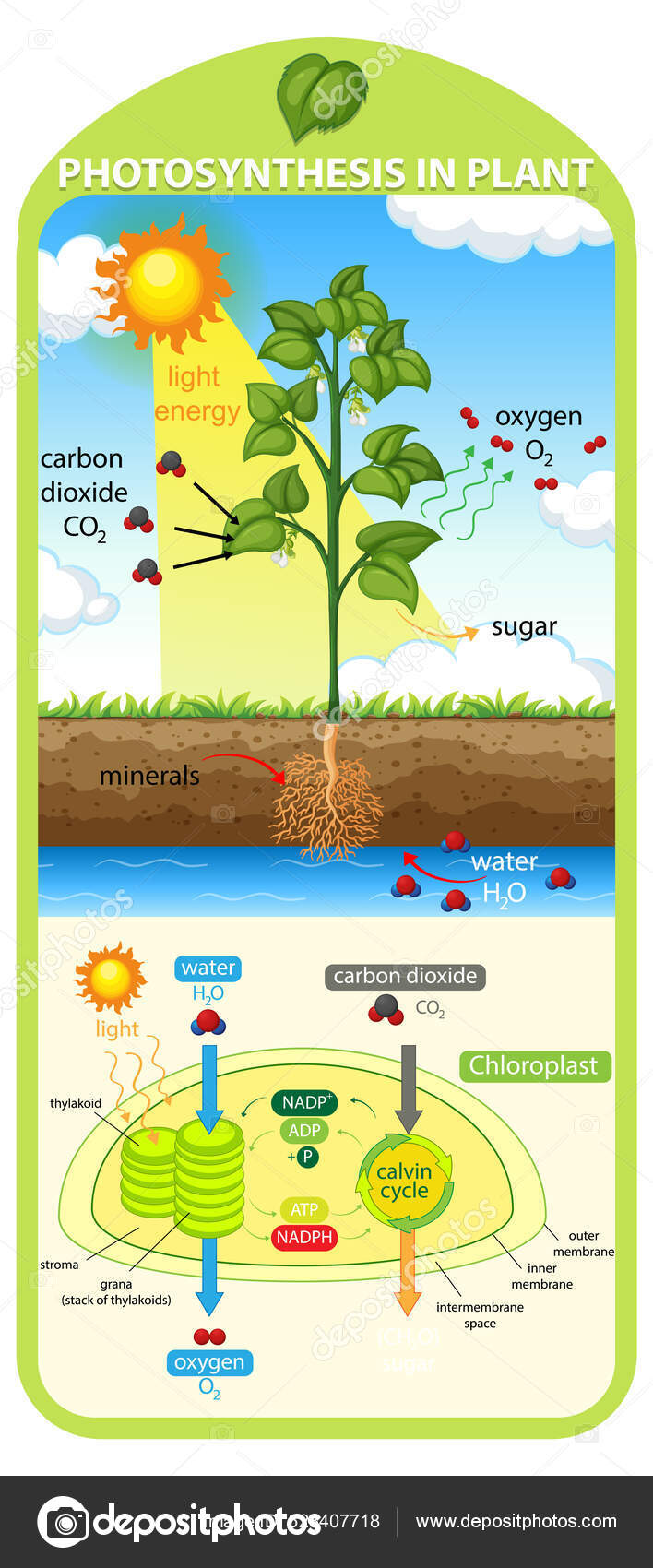 Diagram Menunjukkan Proses Fotosintesis Pada Ilustrasi Tanaman Vektor ...