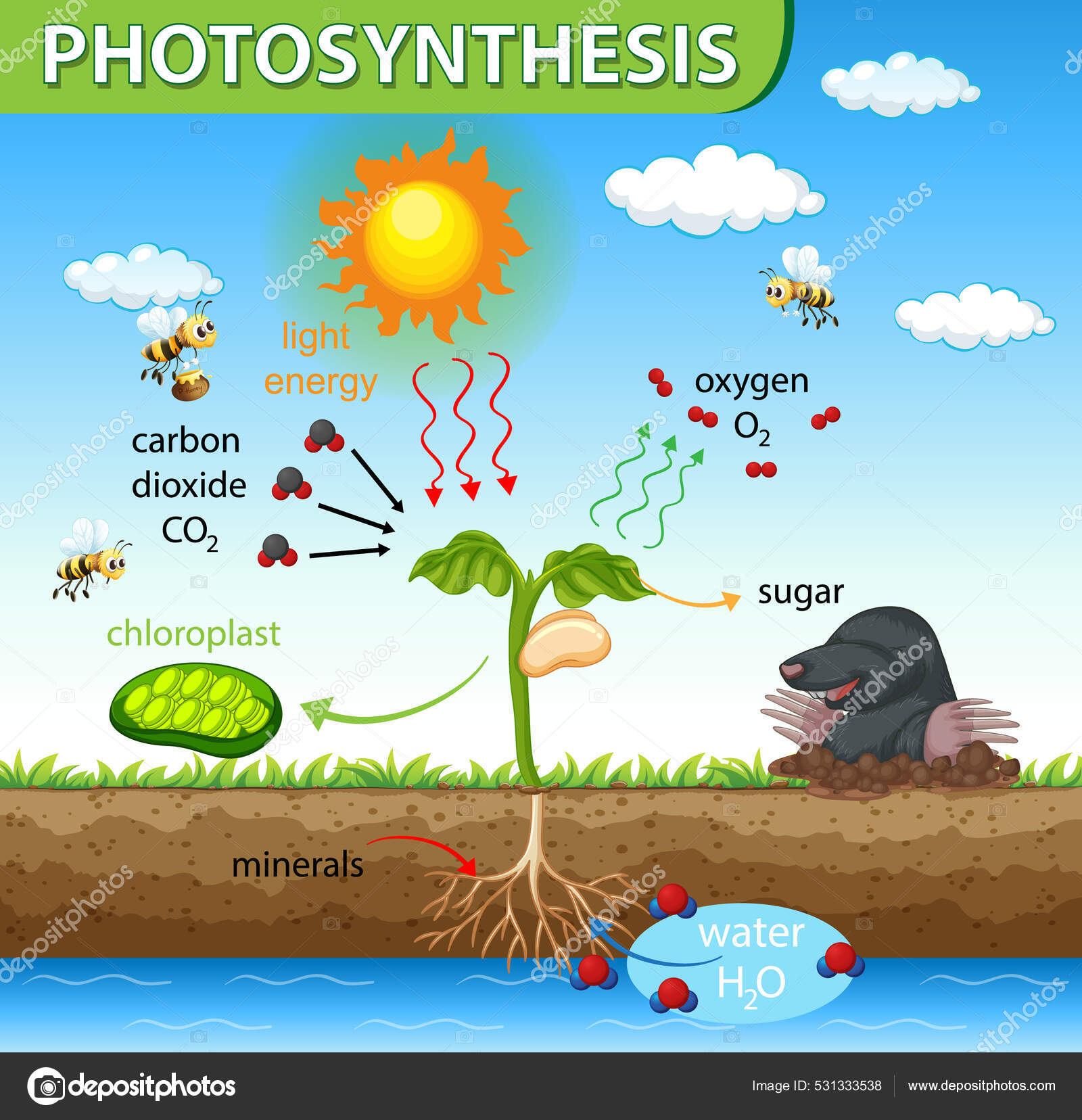 Respiration In Plants Clipart