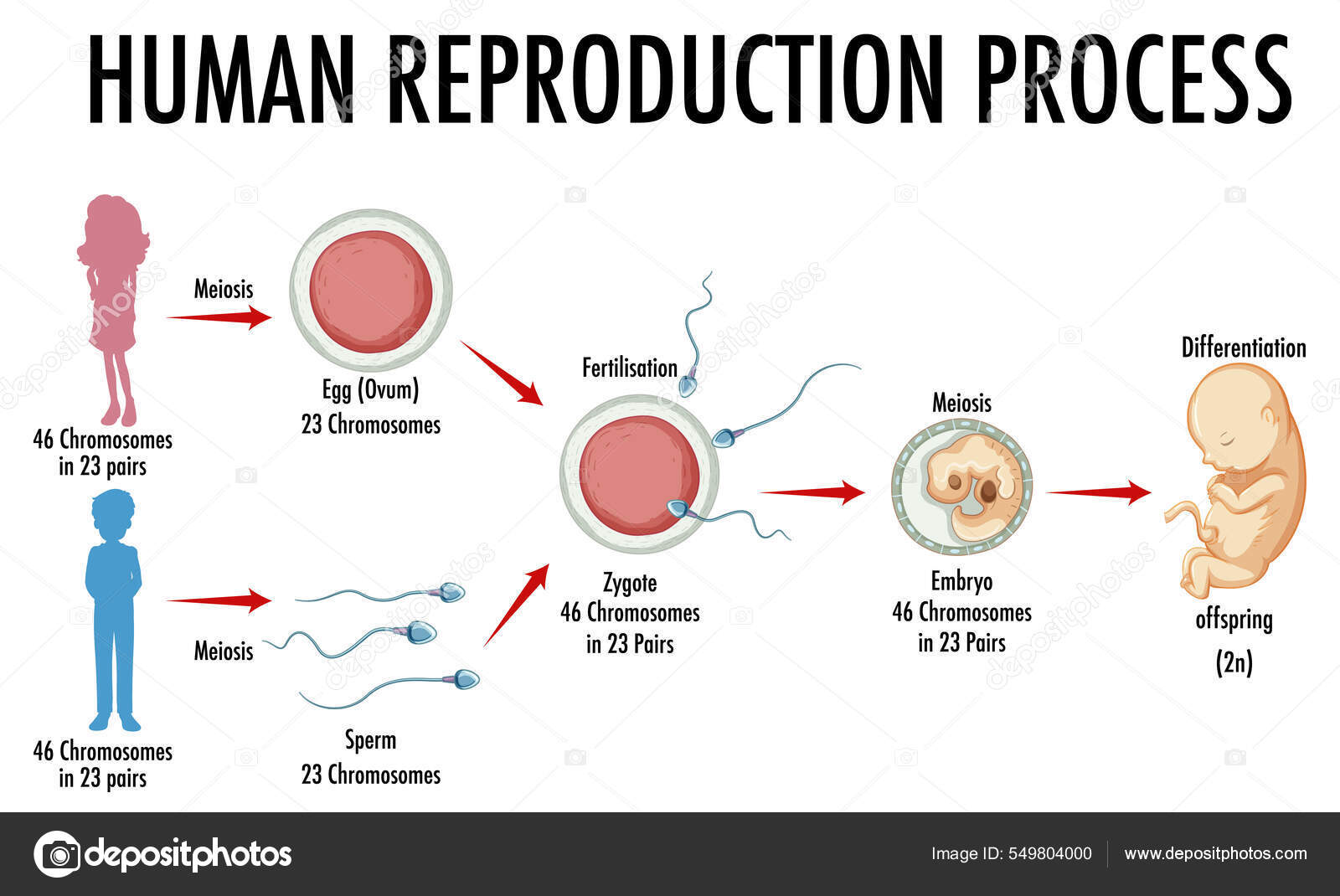 Diagram Showing Human Reproduction Process Illustration Stock Vector by ...