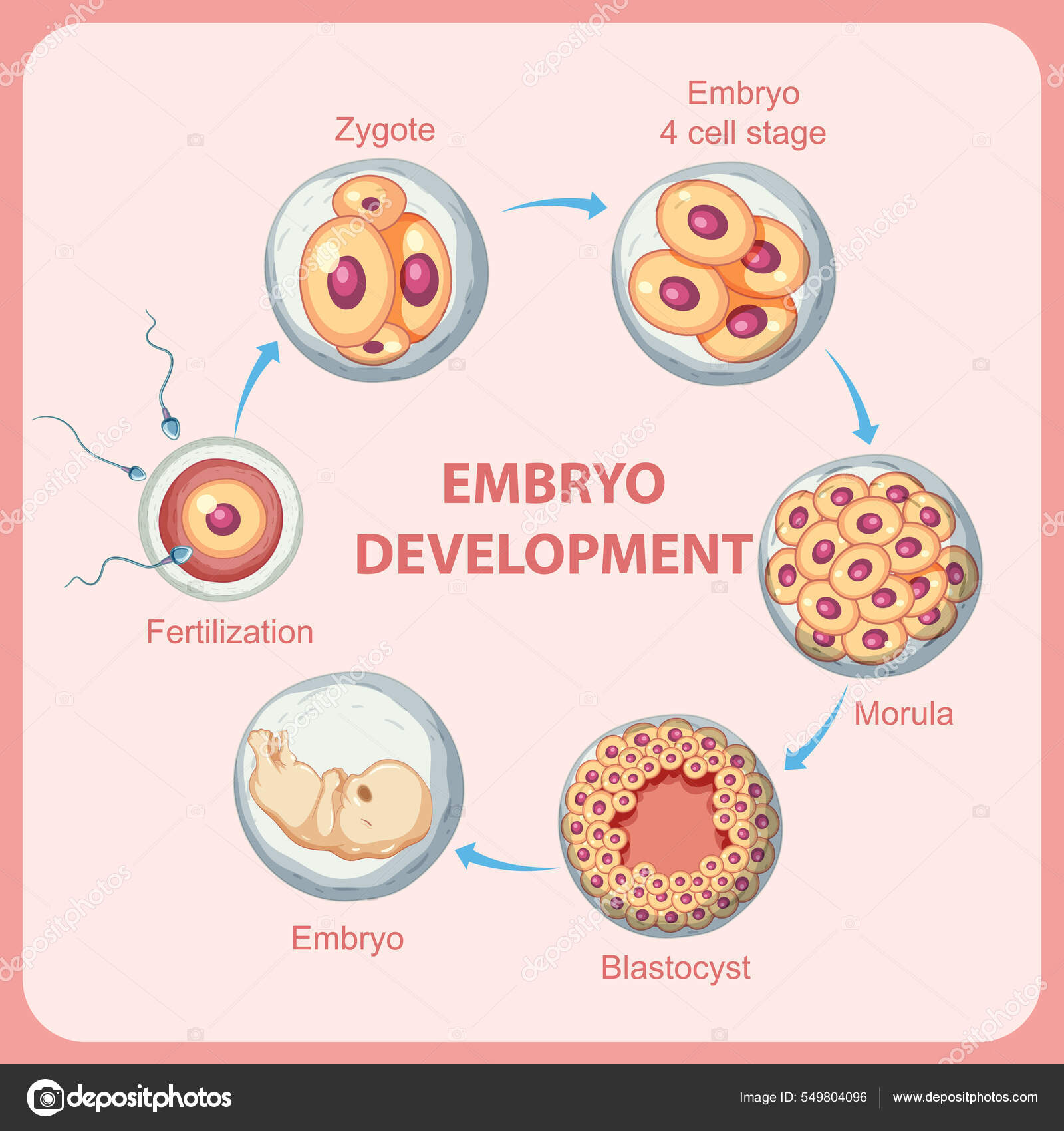 Zygote Development